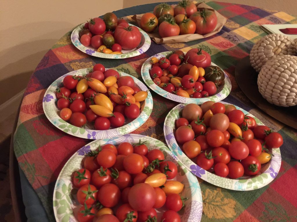So many tomatoes!!! October 21, 2017 – today's worry